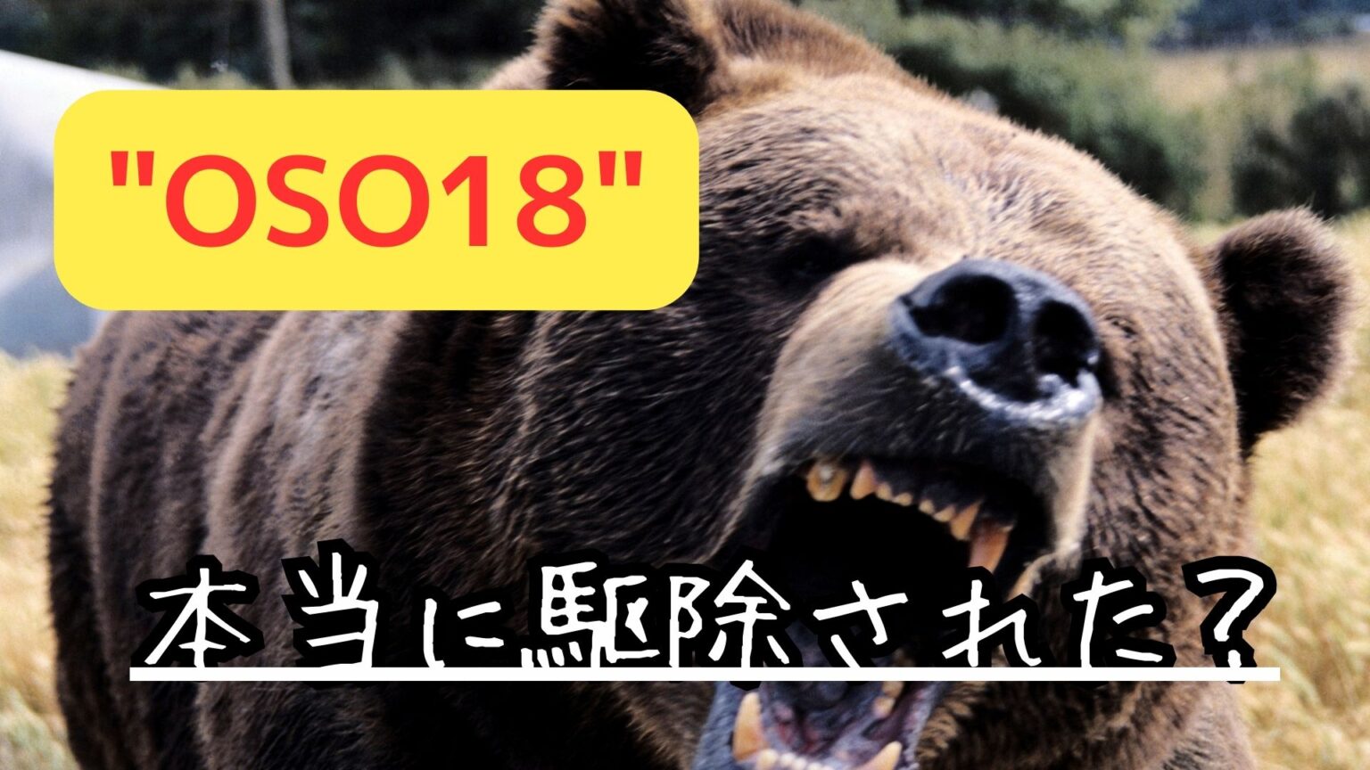 【最新情報】oso18とは?駆除したハンターと場所は？捕まった大きさにびっくり！ | とかおび
